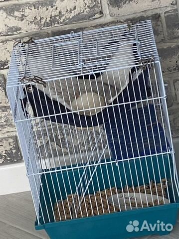 Продаю двух крыс девочек