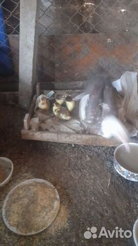 Утята индоутки,есть годовалые