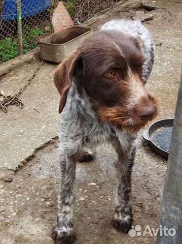 Дратхаар рабочий сука 1год4месяца