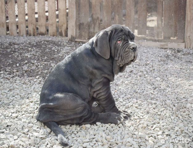 Щенок мастино из питомника