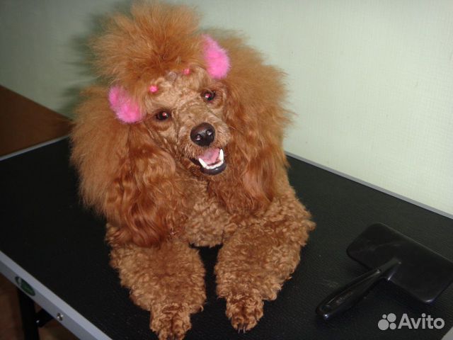 Щенульки красатульки РКФ миниатюра