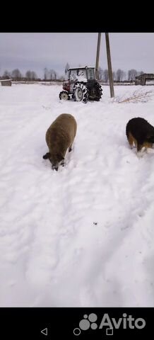 Венгерская мангалица