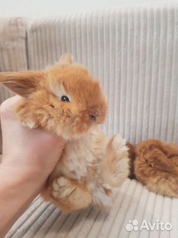 Декоративные кролики