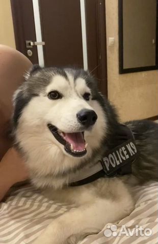 Сибирский хаски вязка ищет невесту