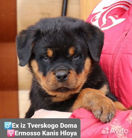 Ротвейлера девочка