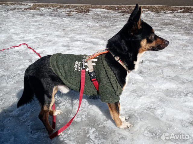 Тоша ищет дом