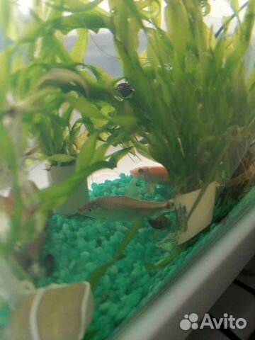 Рыбка бородоед