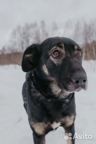 Спокойная, очень добрая собака в приюте