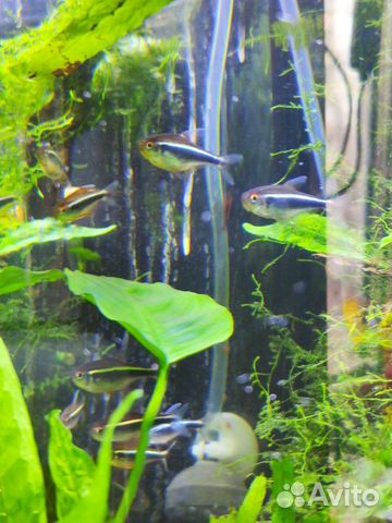 Неон черный 10шт