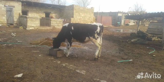 Телка телочка