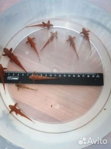 Лорикария красная