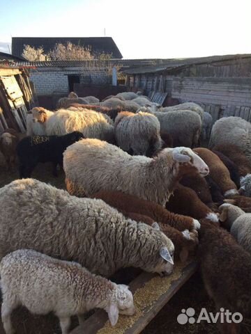 Овцы бараны ягнята оптом