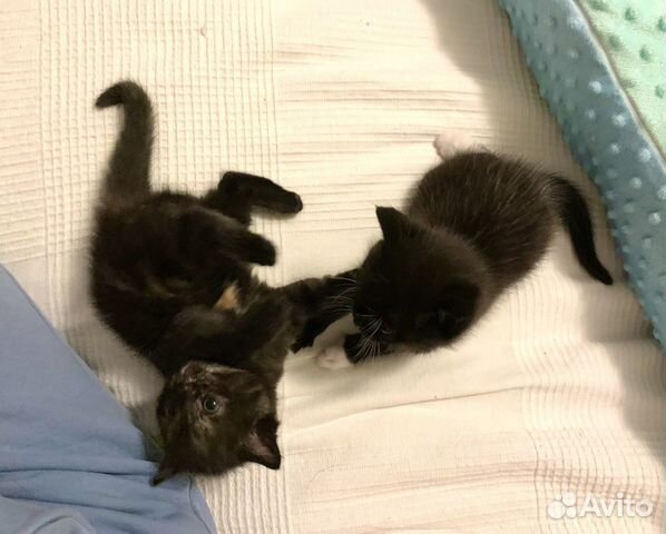 Котята