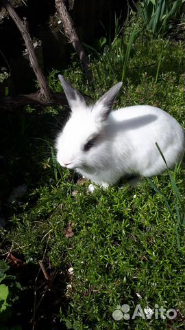 Декоративные кролики