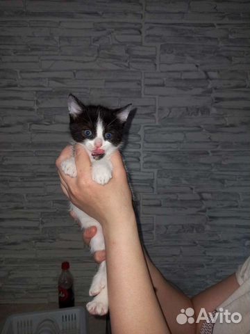 Кошка в дар бесплатно