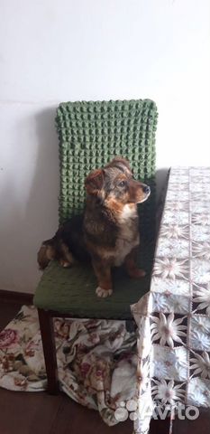 Ищет дом мелкий пёсик Кексик