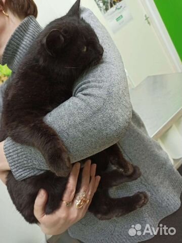 Кошка в добрые руки бесплатно