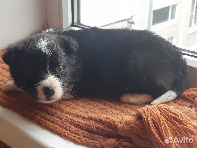 Щенок-девочка 2,5 мес