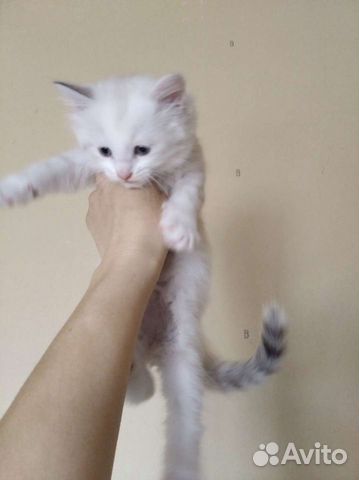 Пасхальный подарок, котята девочки (белая и рыжая)
