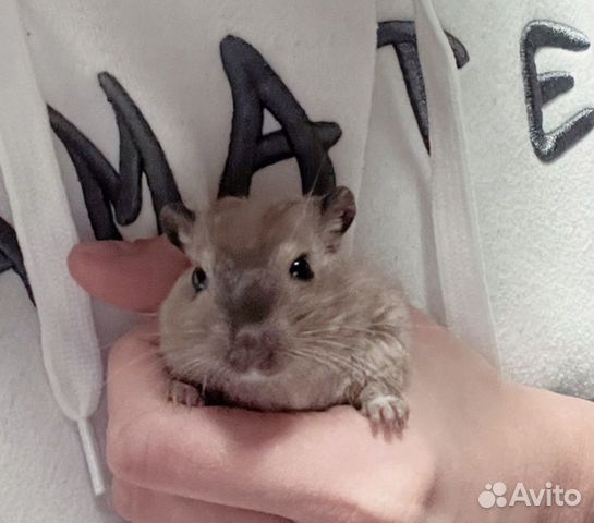 Мышь песчанка