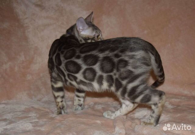 Бенгальские котята от профессионального питомника
