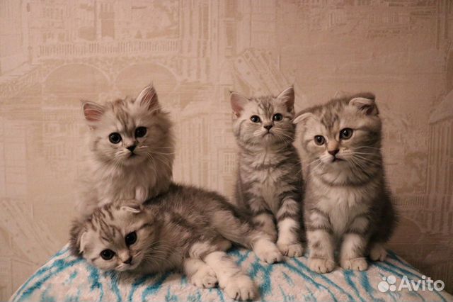 Шотландские вислоухие и прямоухие котята
