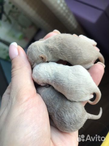 Крысята дамбо вельветины девочки