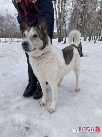 Клепа-пес ищет хозяев