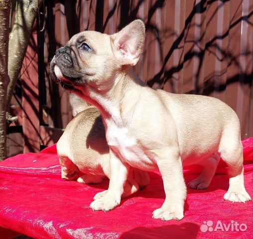 Французский бульдог