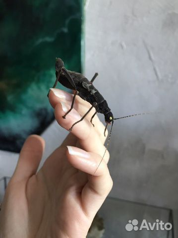 Кордильерский палочник