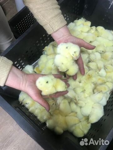 Суточные бройлеры, несушки, утята