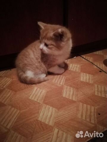 Кошки бесплатно мальчик