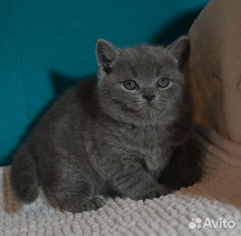 Британские классические