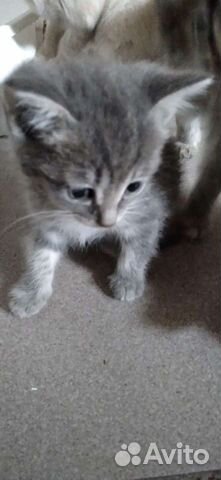 Котята полубобики,мальчишки