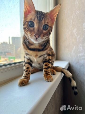 Бенгальская