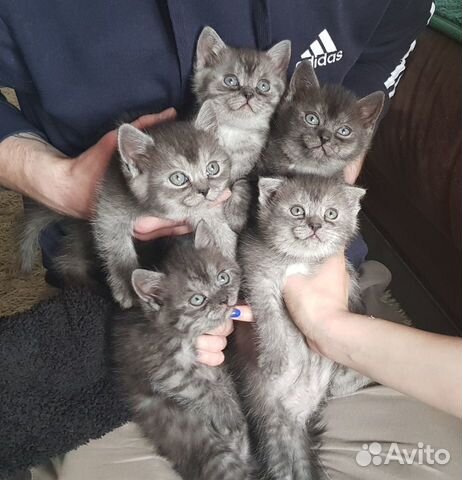Продаём милых шотландских котят