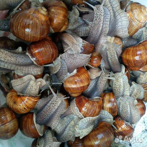 Улитка Бургундская виноградная (живая, читая)