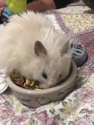 Отдам бесплатно сирийского хомяка