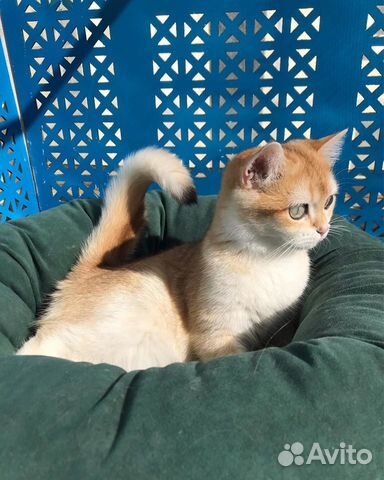 Британочка ny12