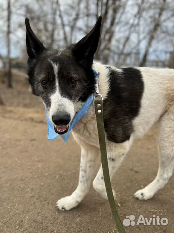 Робкий Тимон год за годом находится в приюте