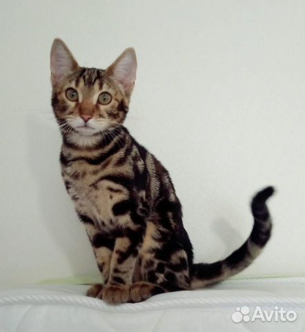 Бенгальская кошка