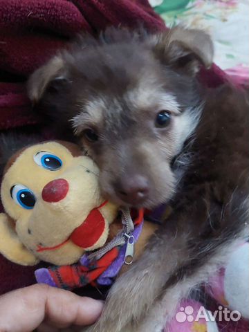 Щенок в добрые руки