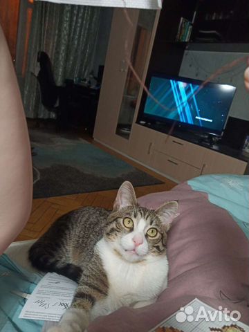 Котенок Ричард в добрые руки