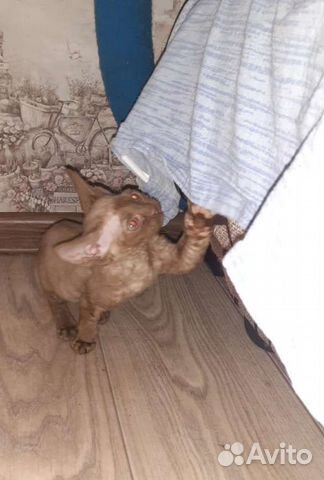 Котёнок Девон-рекс