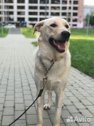 Собака