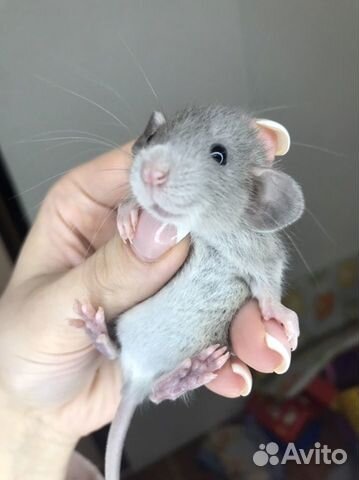 Голубые крысята дамбо. Девочки