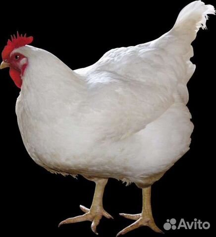 Куры бройлеры живьём