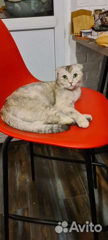 Шотландская вислоухая кошка в дар 3 года