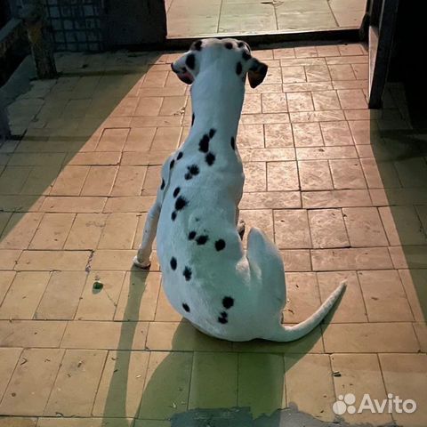 Далматин в добрые руки