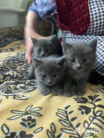 Отдам в добрые руки котят
